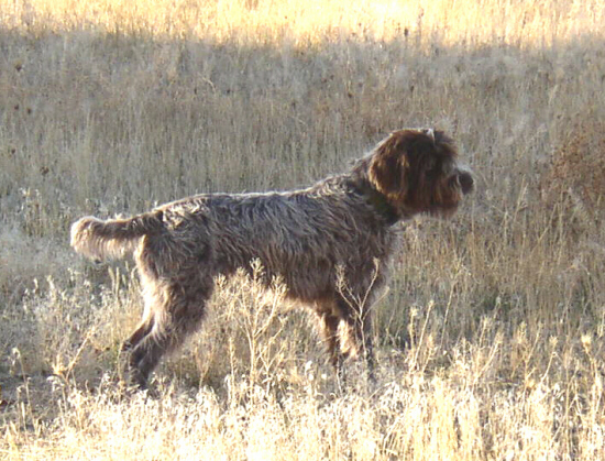 Lorinet.com : Shiksa