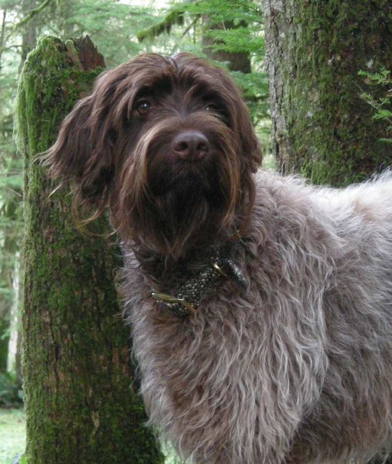 Lorinet.com : Shiksa